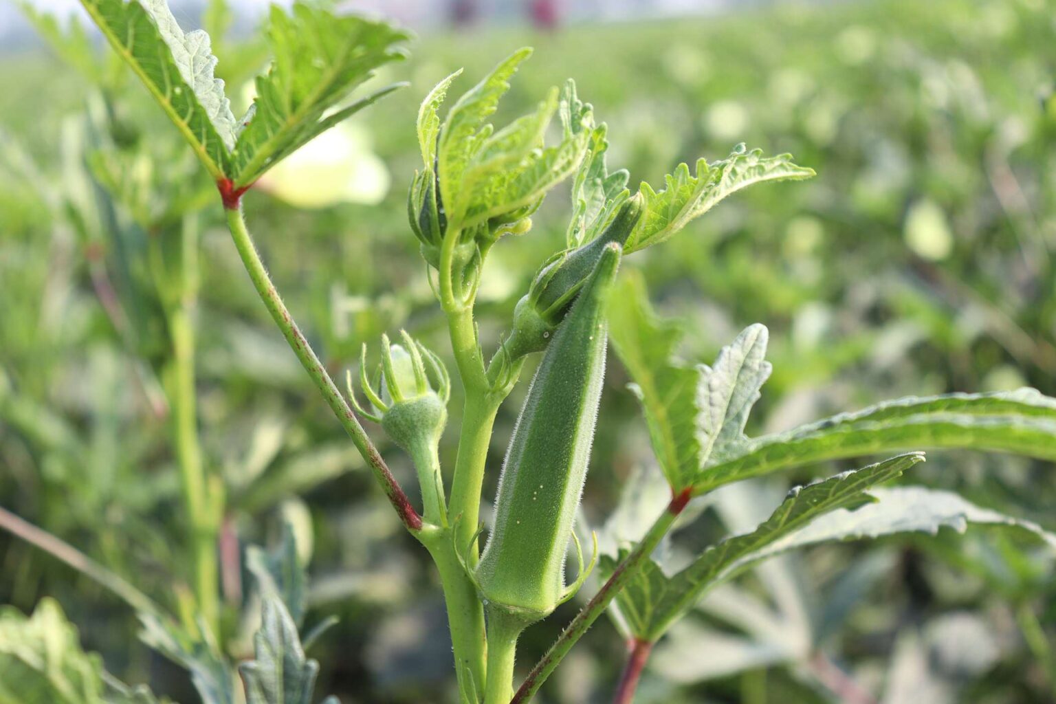 Okra o quimbombó: Origen y beneficios para la salud - Consejo al Día